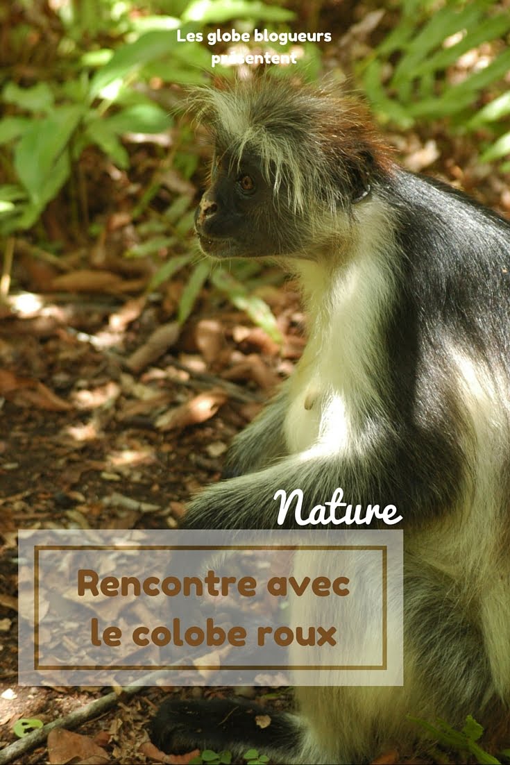 Forêt de Jozani, à la rencontre du colobe roux de Zanzibar