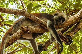 Forêt de Jozani, à la rencontre du colobe roux de Zanzibar
