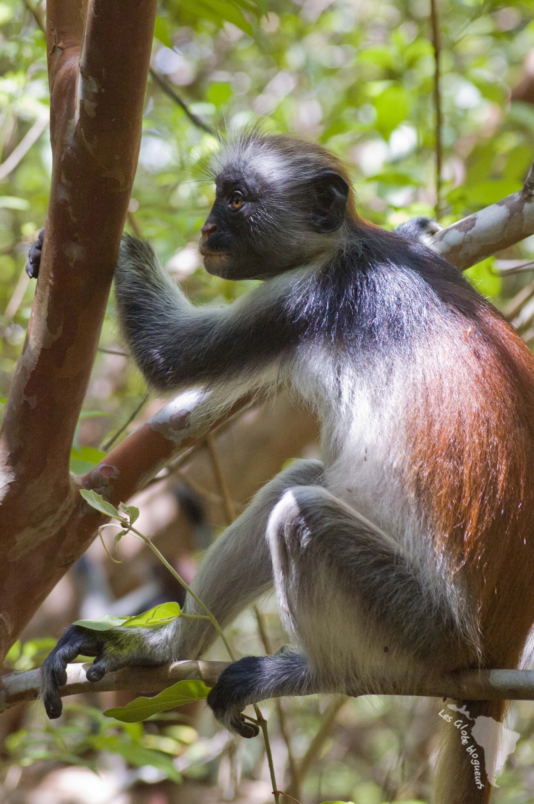 Forêt de Jozani, à la rencontre du colobe roux de Zanzibar
