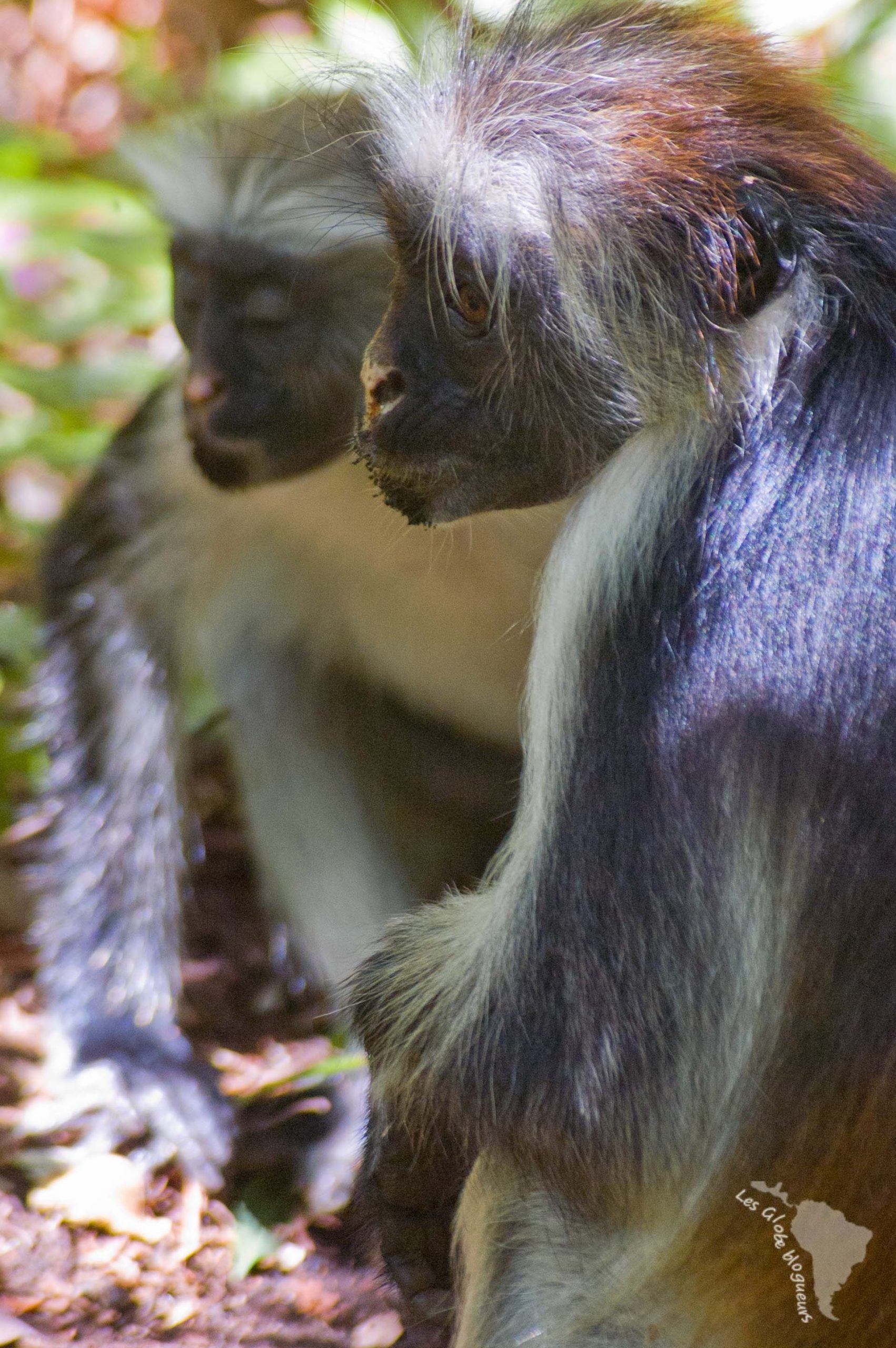 Forêt de Jozani, à la rencontre du colobe roux de Zanzibar