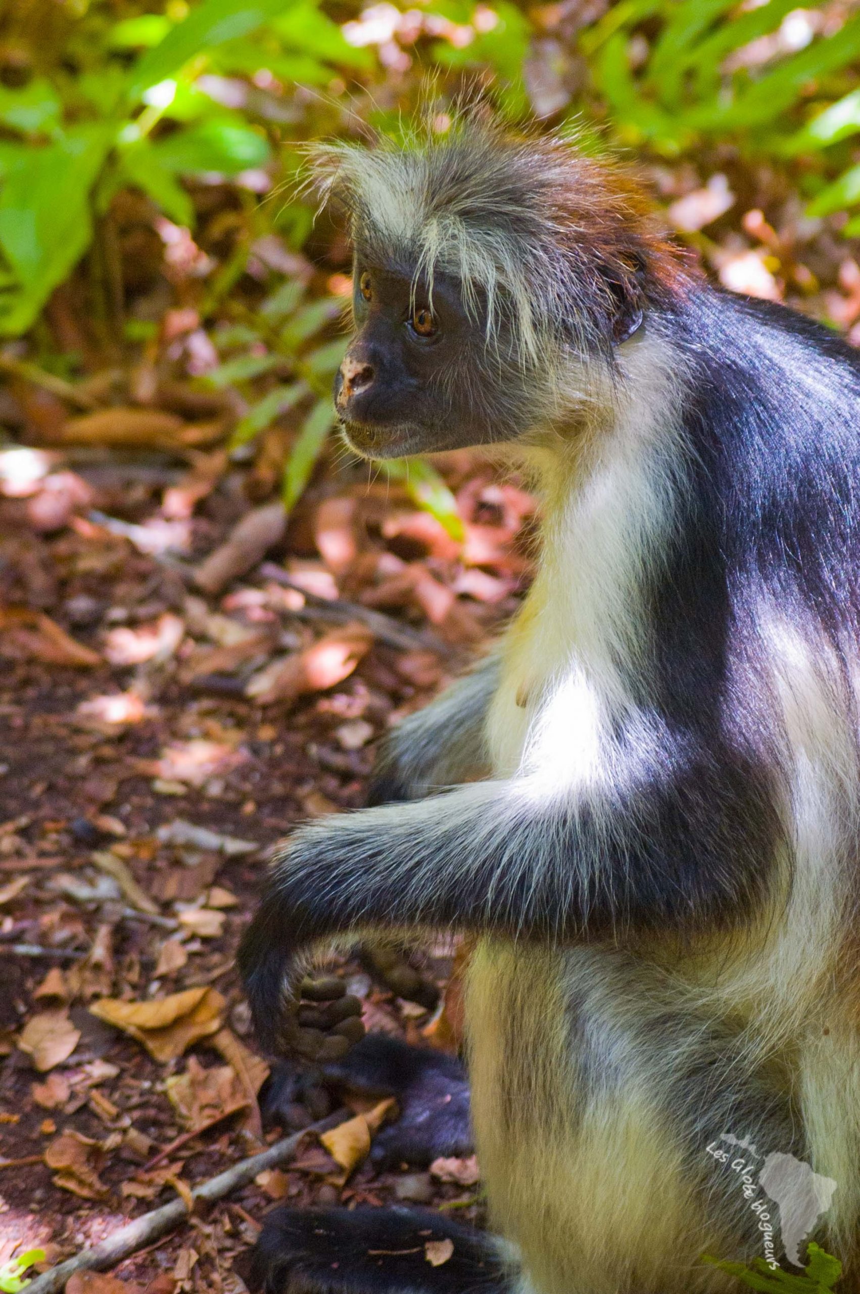 Forêt de Jozani, à la rencontre du colobe roux de Zanzibar