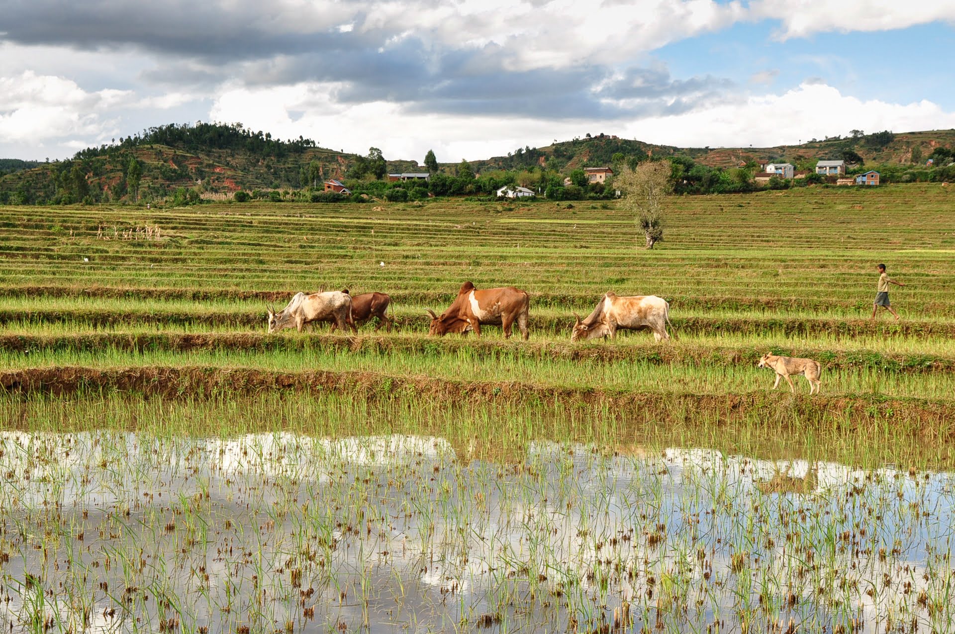 Randonnée à Betafo, au cœur des rizières malgaches des hauts plateaux