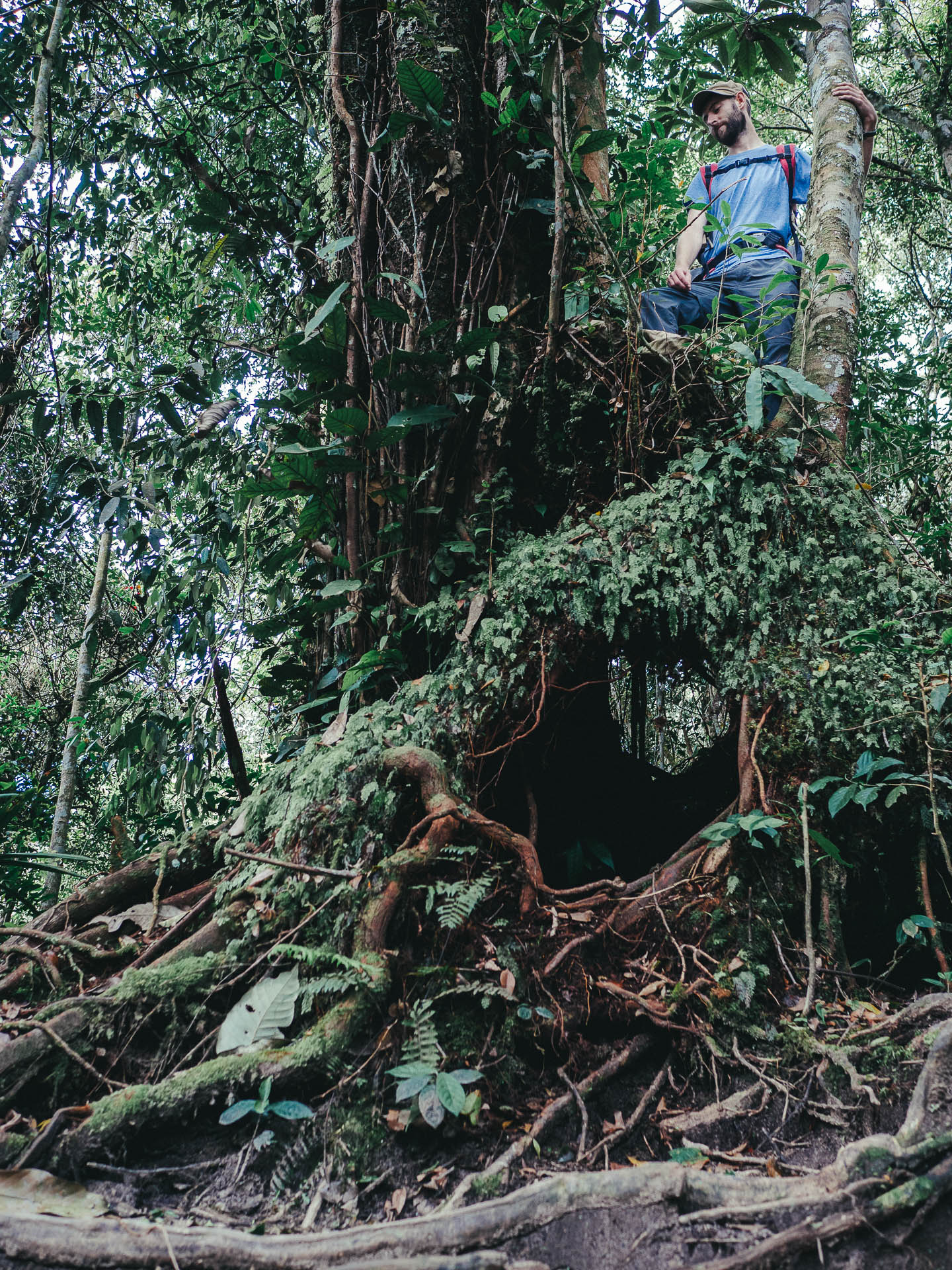 Visiter les Cameron Highlands en Malaisie - que faire