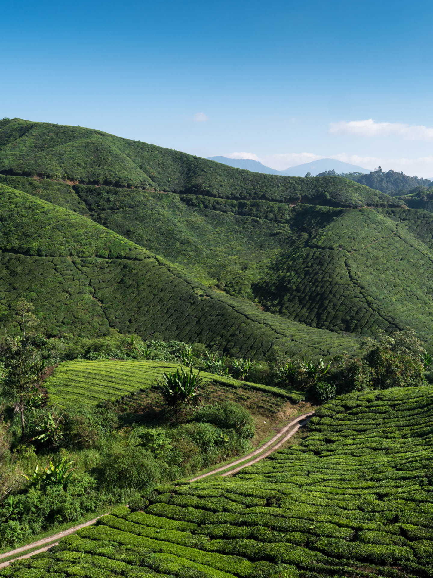 Visiter les Cameron Highlands en Malaisie - que faire