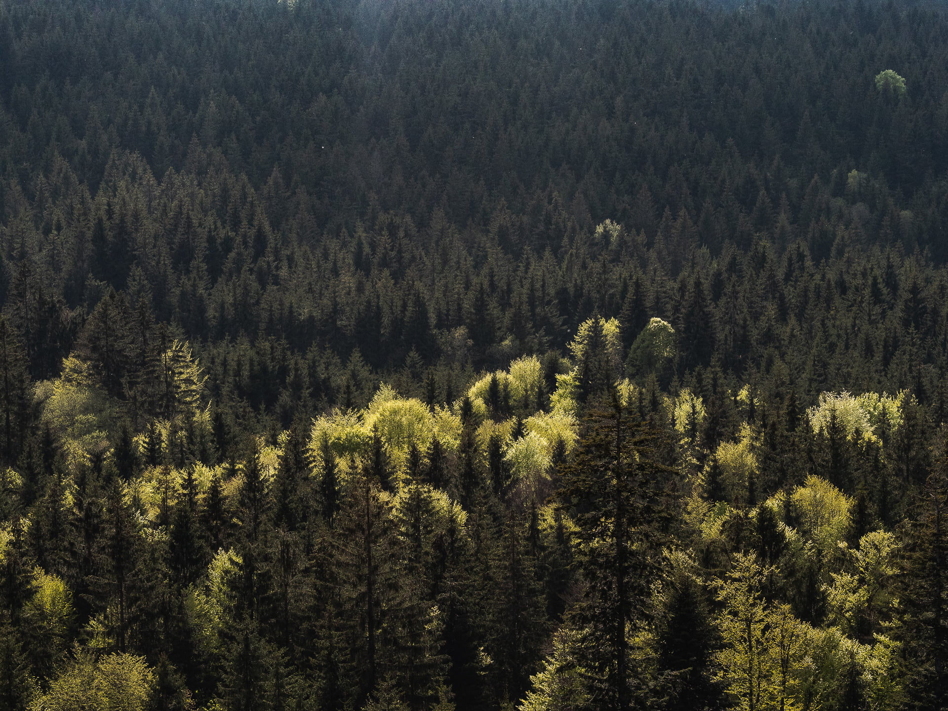 Parc national de Sumava, le royaume de la forêt et de la randonnée