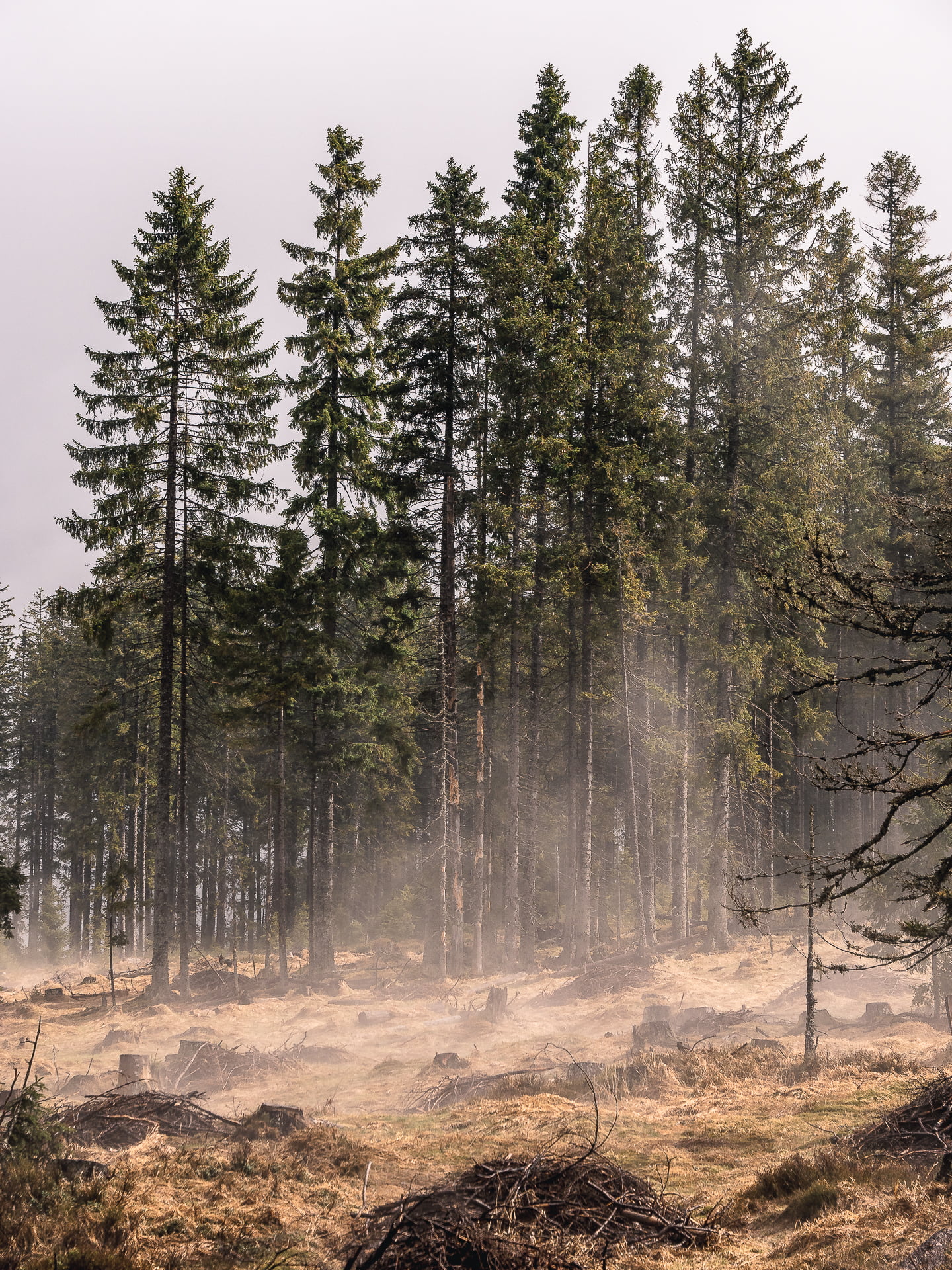 Parc national de Sumava, le royaume de la forêt et de la randonnée