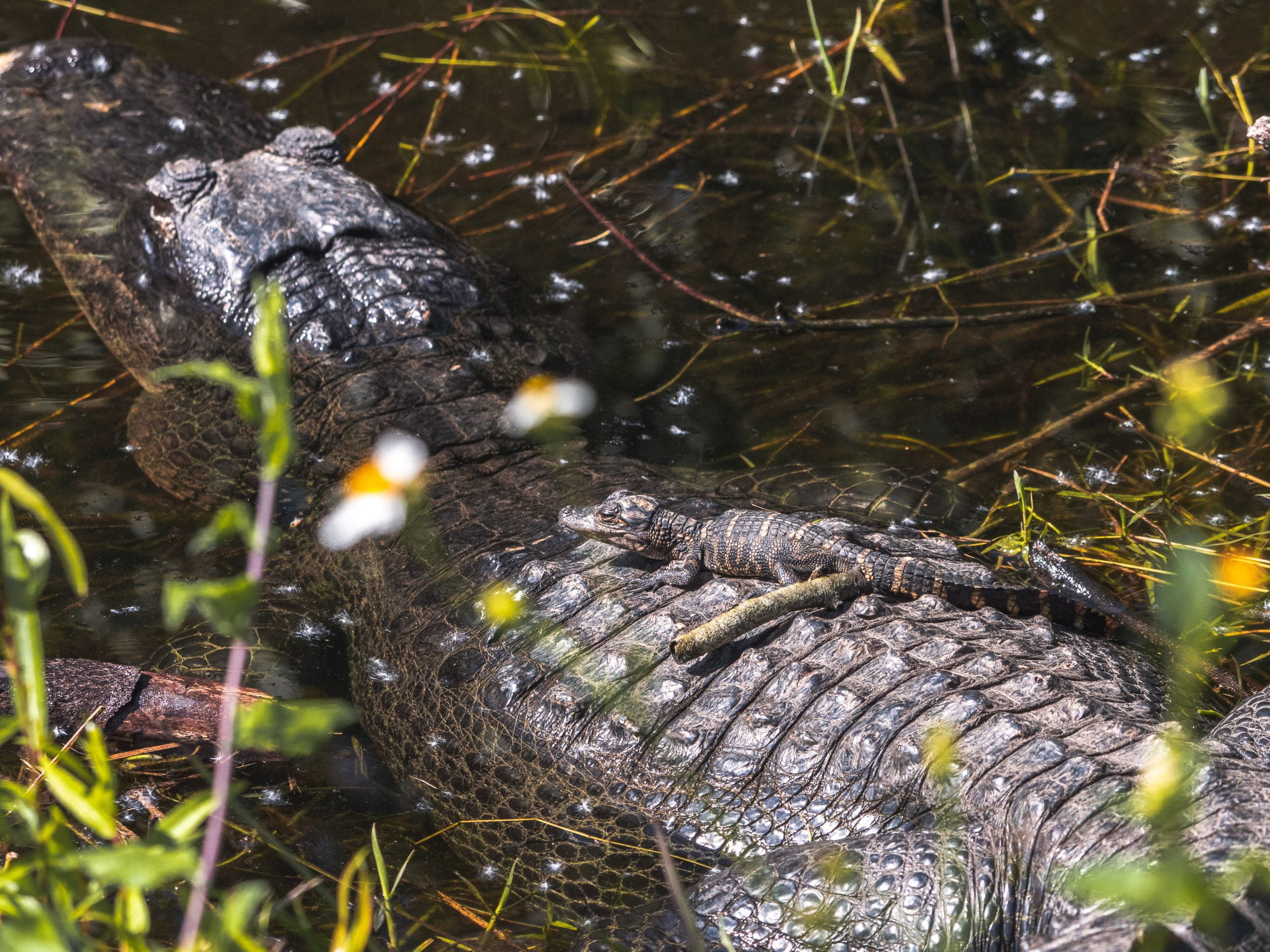 Visiter le parc national des everglades - notre guide