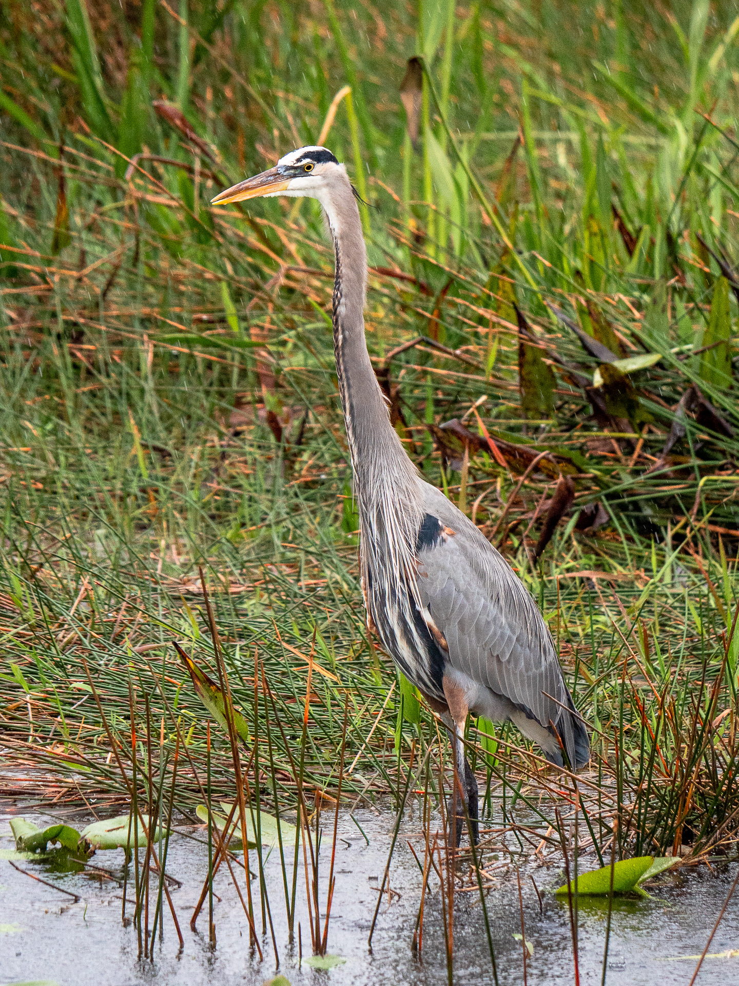 Visiter le parc national des everglades - notre guide