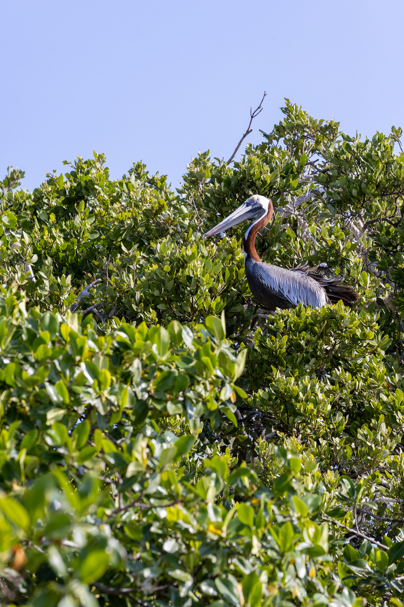 Visiter la réserve Sian Ka'an (Tulum) au Mexique - que faire